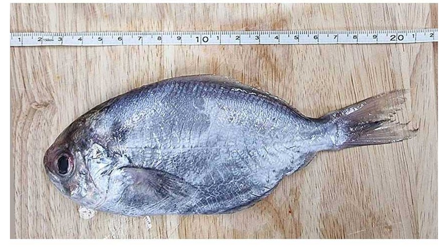 Frozen Butter Fish – SILVER WAVE